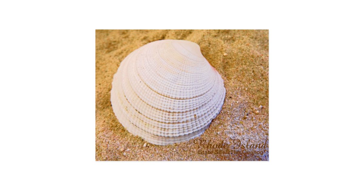 Rhode Island state shell quahog Postcard | Zazzle.com