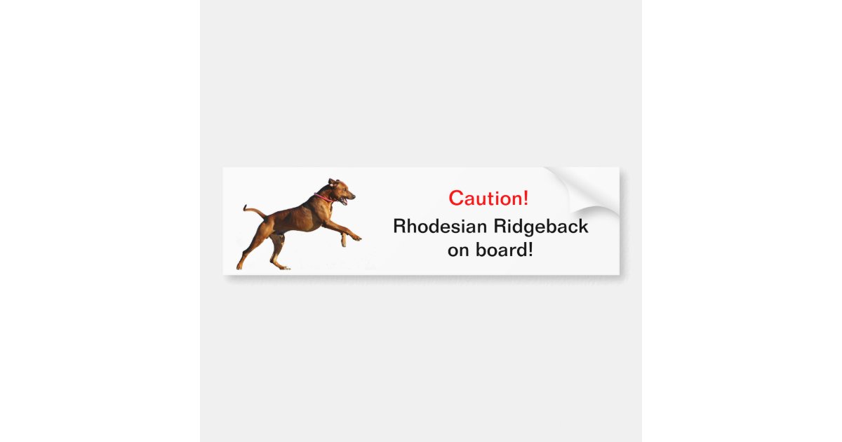 Rhodesian Ridgeback bumper sticker | Zazzle