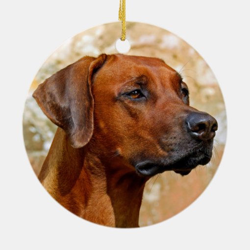Rhodesian Ridgeback Ceramic Ornament | Zazzle
