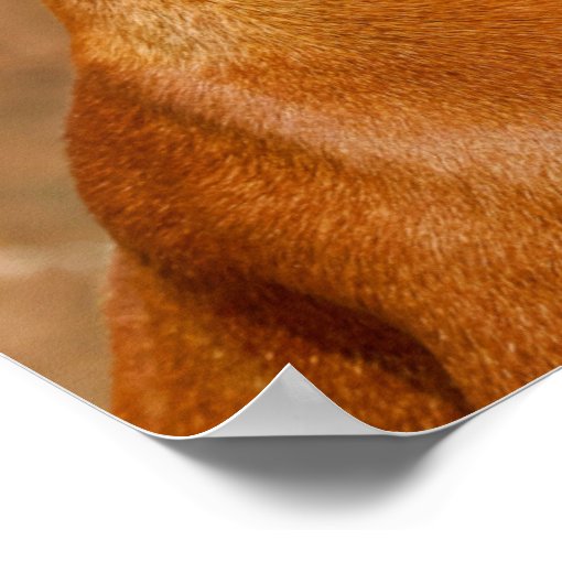 Rhodesian Ridgeback Dog Poster | Zazzle