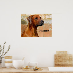 Rhodesian Ridgeback Dog Poster | Zazzle