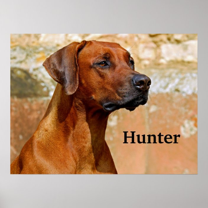 Rhodesian Ridgeback Dog Poster | Zazzle.com