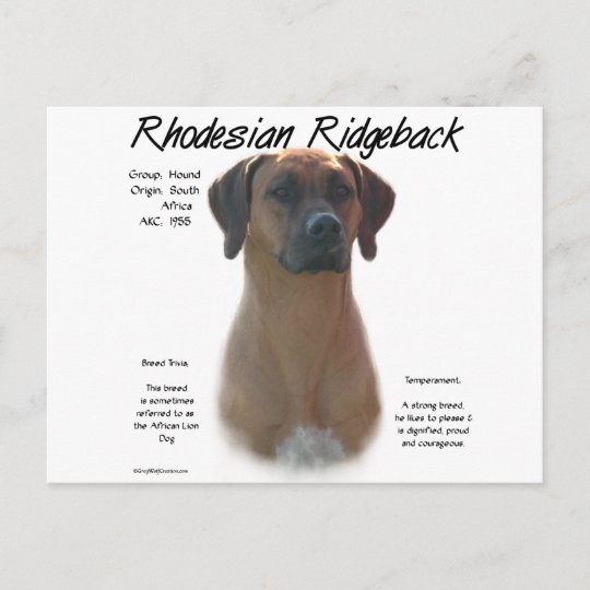 Rhodesian Ridgeback History Design Postcard | Zazzle.com