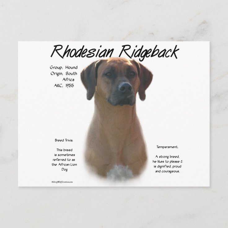 Rhodesian Ridgeback History Design Postcard | Zazzle