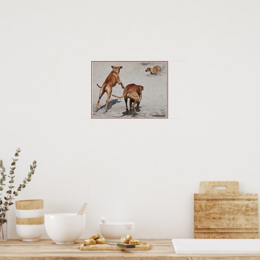 Rhodesian Ridgeback Illustration Poster | Zazzle