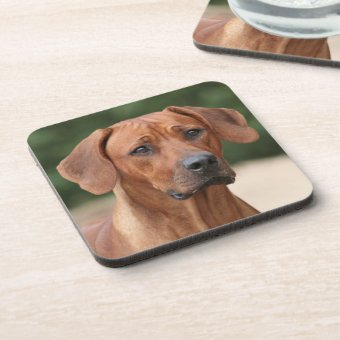Rhodesian Ridgeback mats Beverage Coaster | Zazzle
