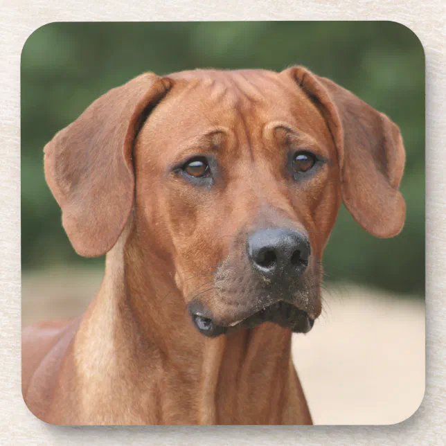 Rhodesian Ridgeback mats Beverage Coaster | Zazzle