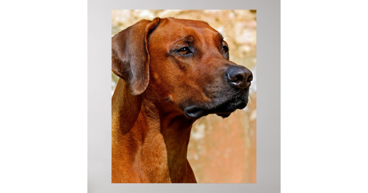 Rhodesian ridgeback poster | Zazzle