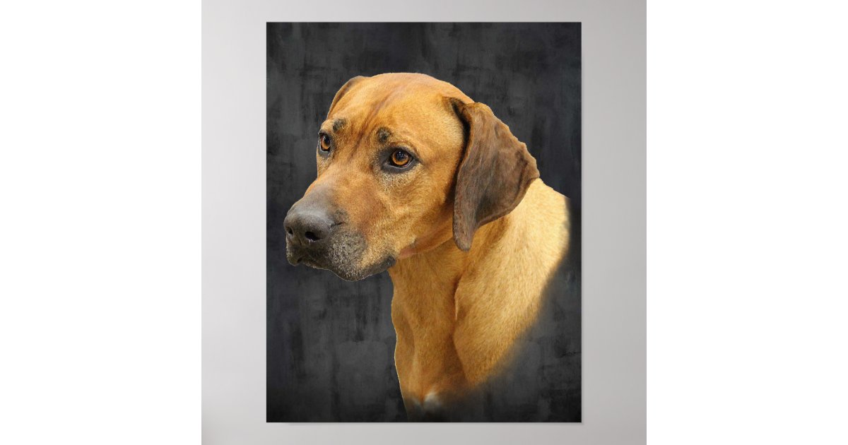 Rhodesian Ridgeback Poster | Zazzle