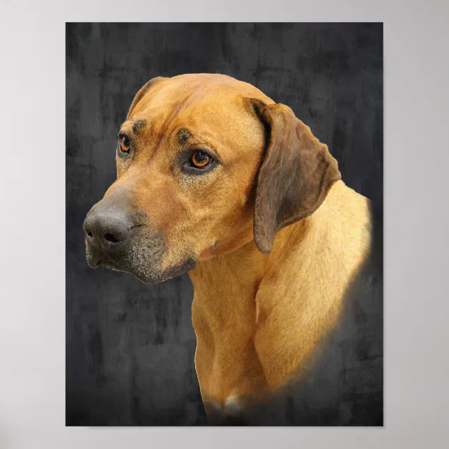 Rhodesian Ridgeback Poster | Zazzle