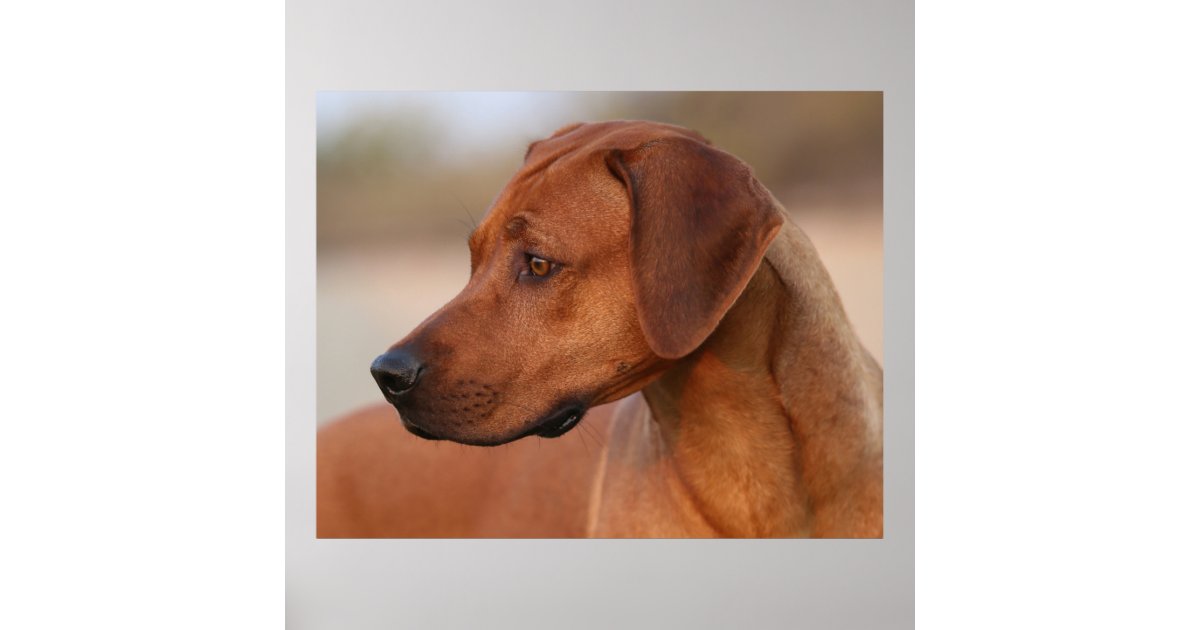 Rhodesian Ridgeback Poster | Zazzle