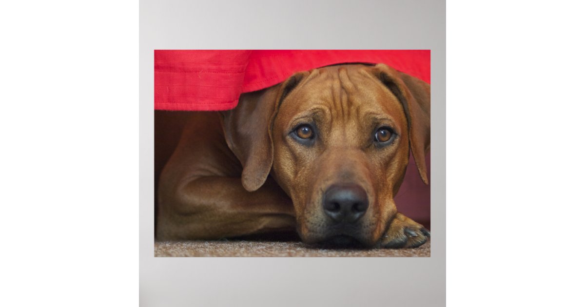 Rhodesian Ridgeback Poster | Zazzle