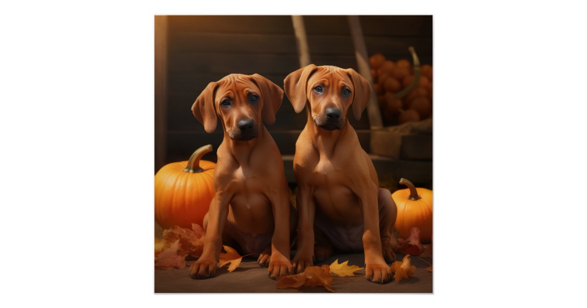Rhodesian Ridgeback Puppy Autumn Delight Pumpkin Poster | Zazzle