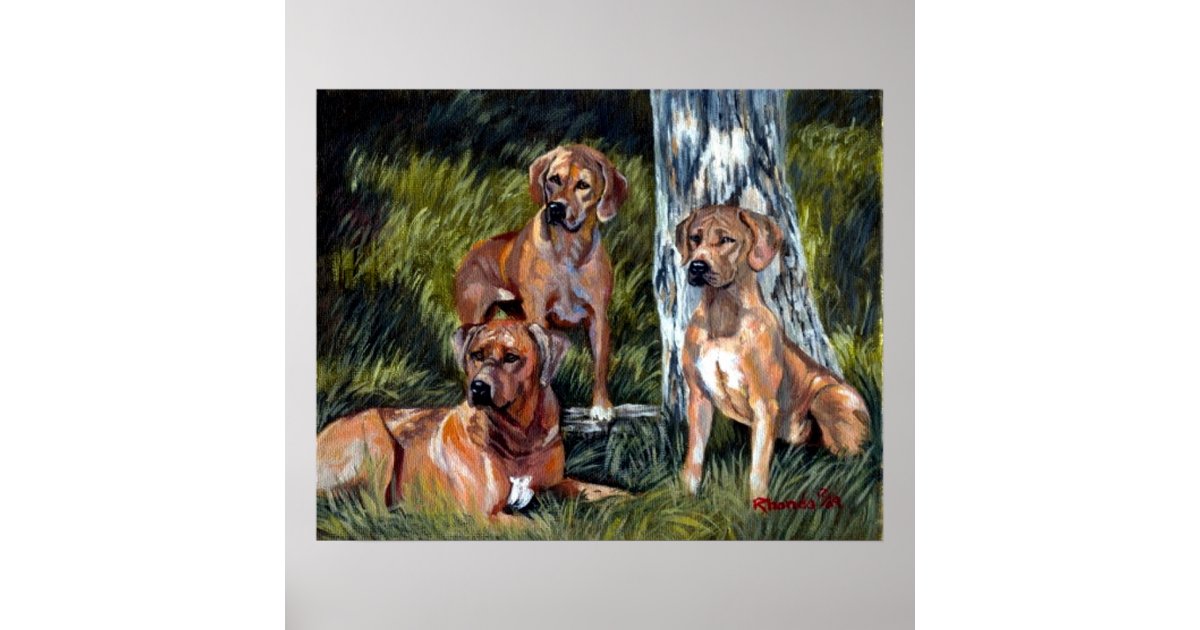 Rhodesian Ridgebacks Dog Portrait Poster | Zazzle