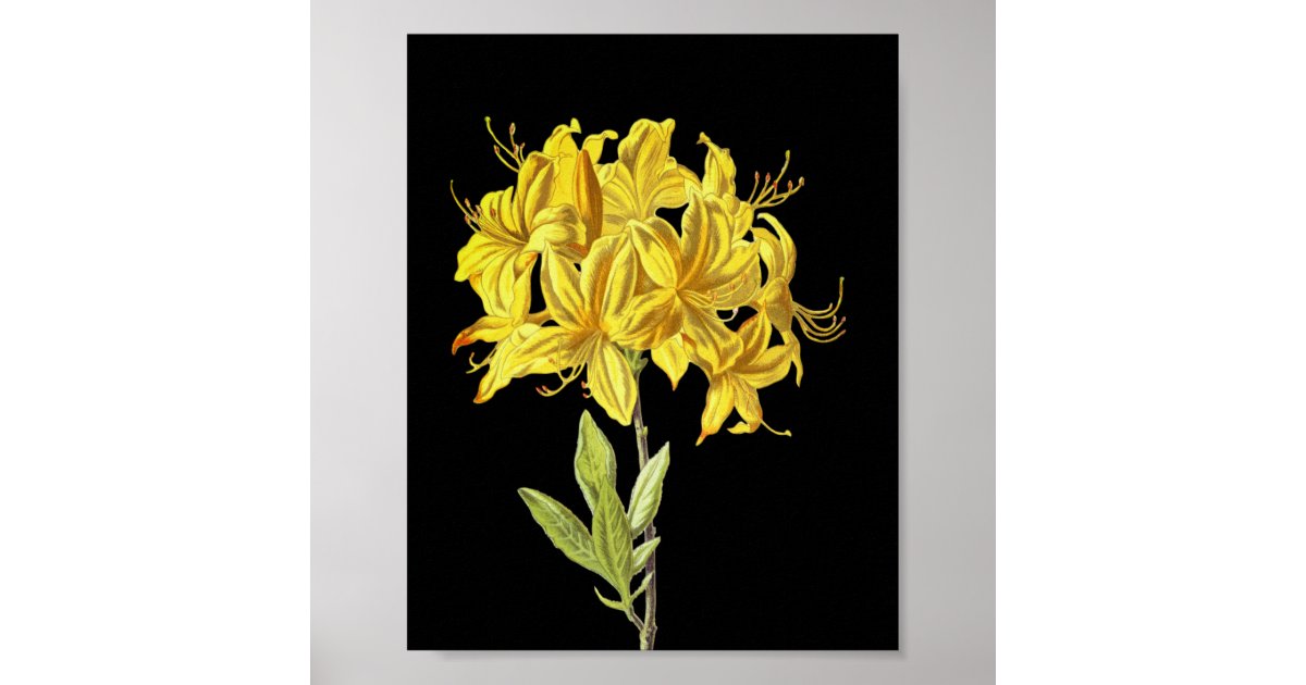 Rhododendron luteum (Pontic Azalea) Poster | Zazzle