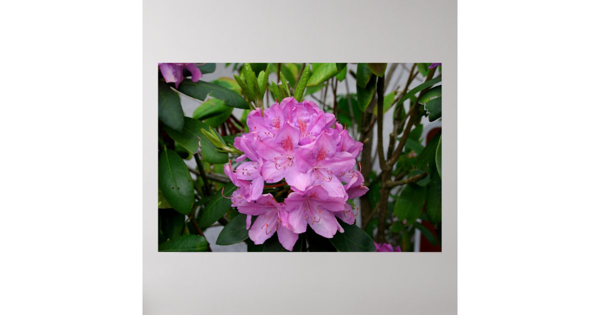 Rhododendron Poster | Zazzle