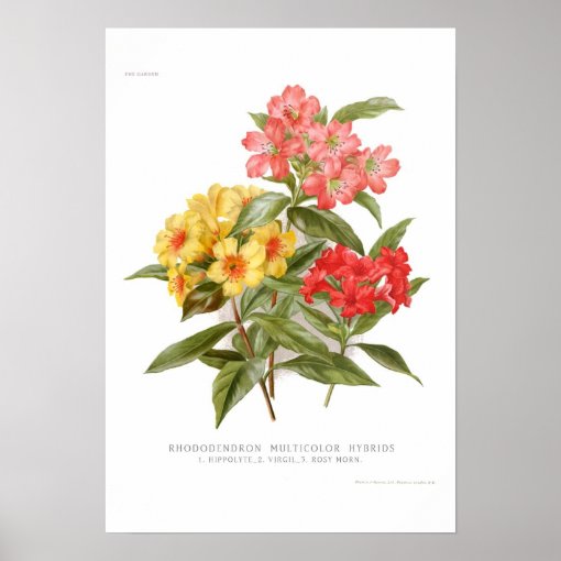 Rhododendron Poster | Zazzle