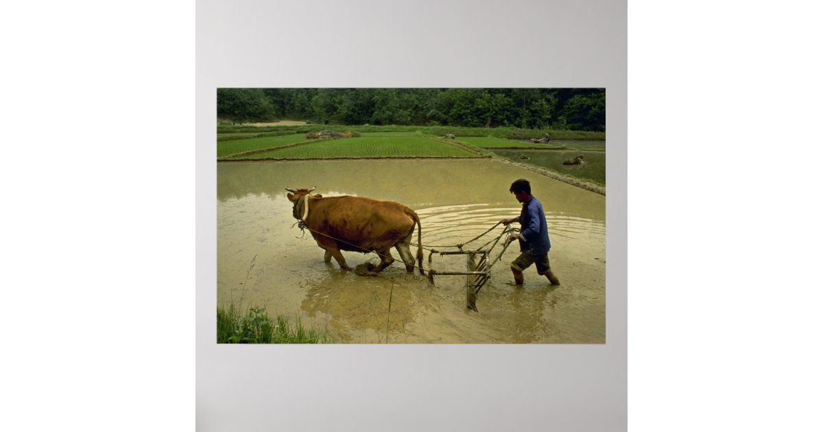 Rice Plow Poster | Zazzle