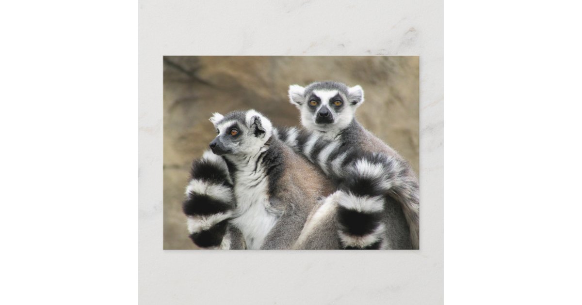 ring-tailed lemur couple postcard | Zazzle