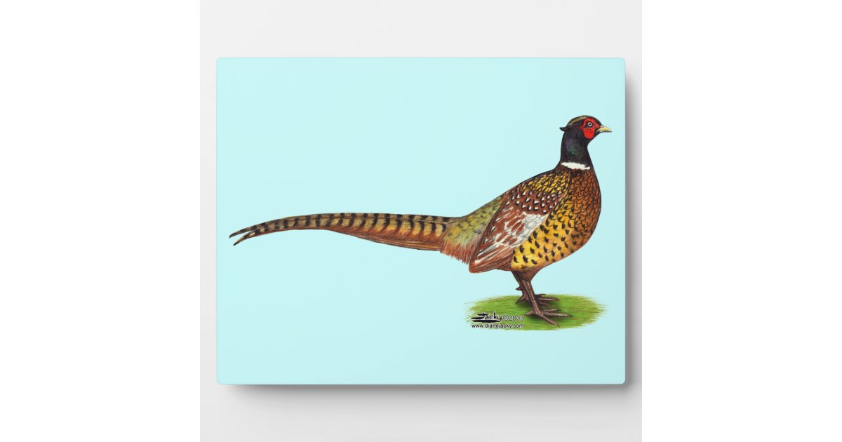 Ringneck Pheasant Rooster Plaque | Zazzle