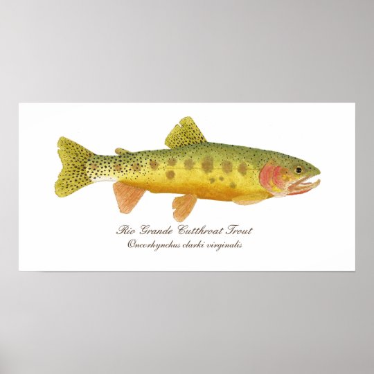 Rio Grande Cutthroat Trout Art Poster | Zazzle.com