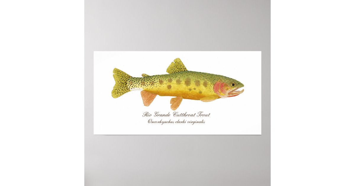 Rio Grande Cutthroat Trout Art Poster | Zazzle