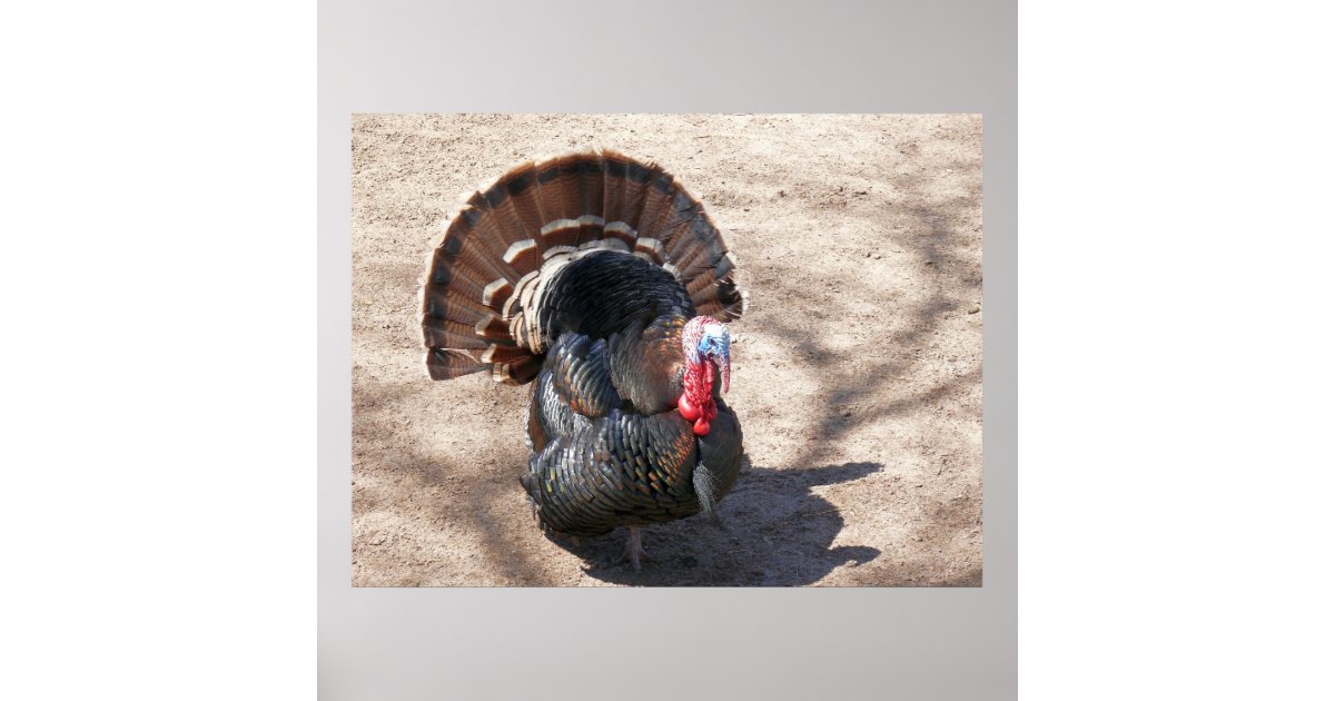 Rio Grande Wild Turkey Poster | Zazzle