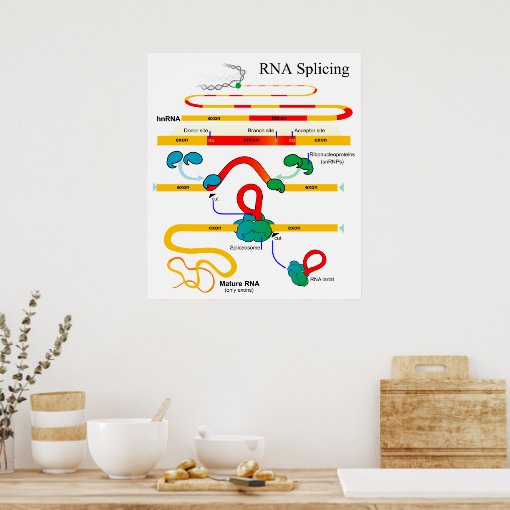 RNA Splicing Molecular Biology Genetics Diagram Poster | Zazzle