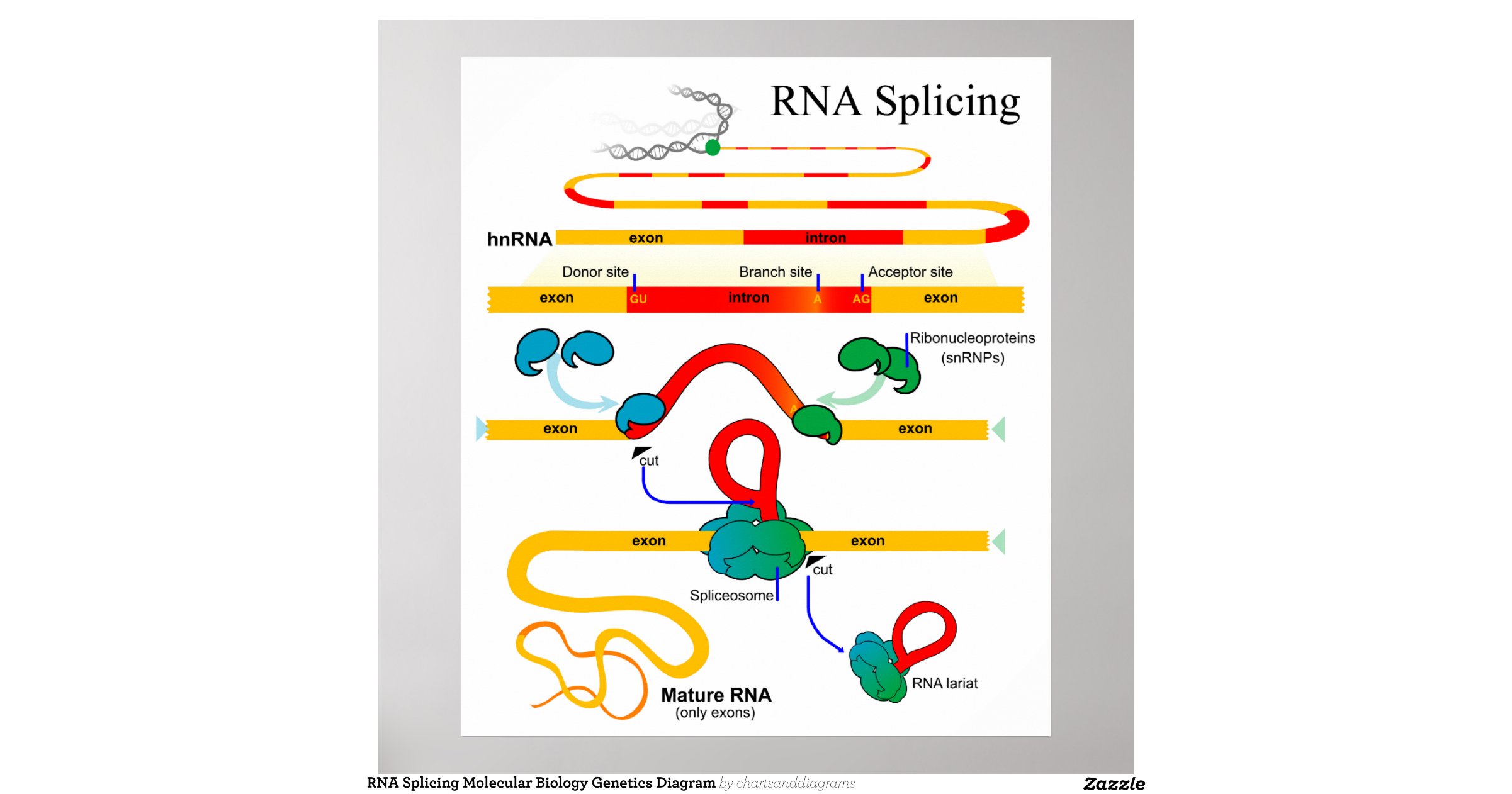 rna_splicing_molecular_biology_genetics_diagram_poster ...