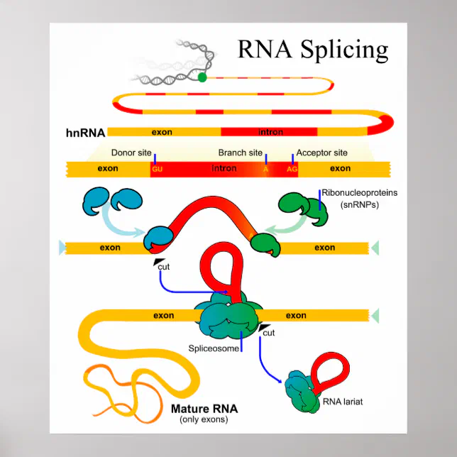 RNA Splicing Molecular Biology Genetics Diagram Poster | Zazzle