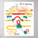 RNA Splicing Molecular Biology Genetics Diagram Poster | Zazzle