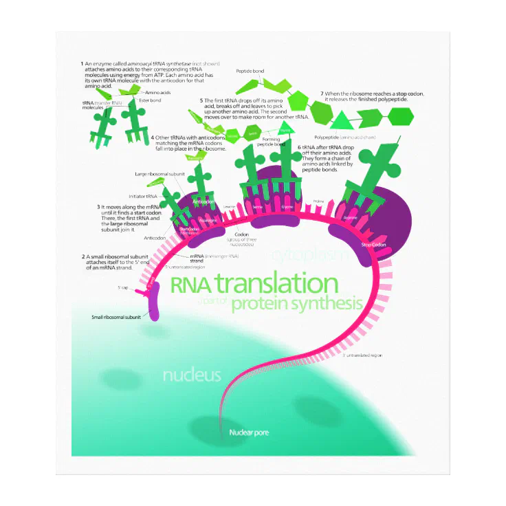 RNA Translation in Protein Synthesis Diagram Canvas Print | Zazzle