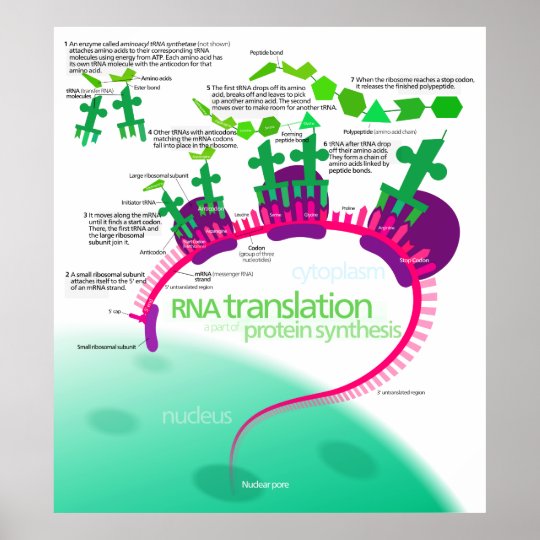 RNA Translation in Protein Synthesis Diagram Poster | Zazzle.com