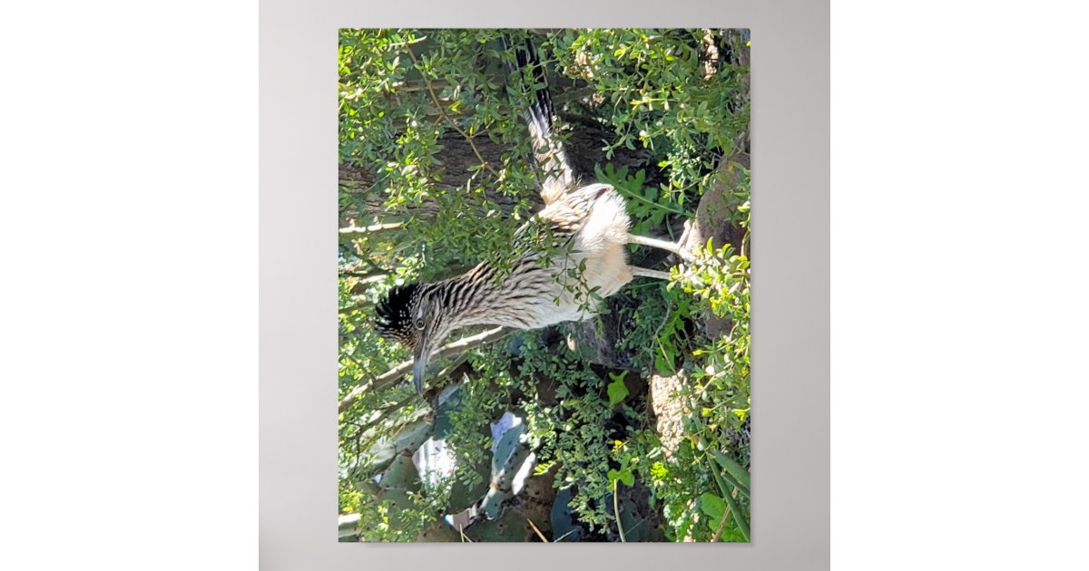 Roadrunner in Arizona Landscape Poster | Zazzle