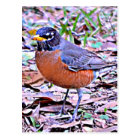 Wisconsin State Bird - American Robin Postcard | Zazzle.com
