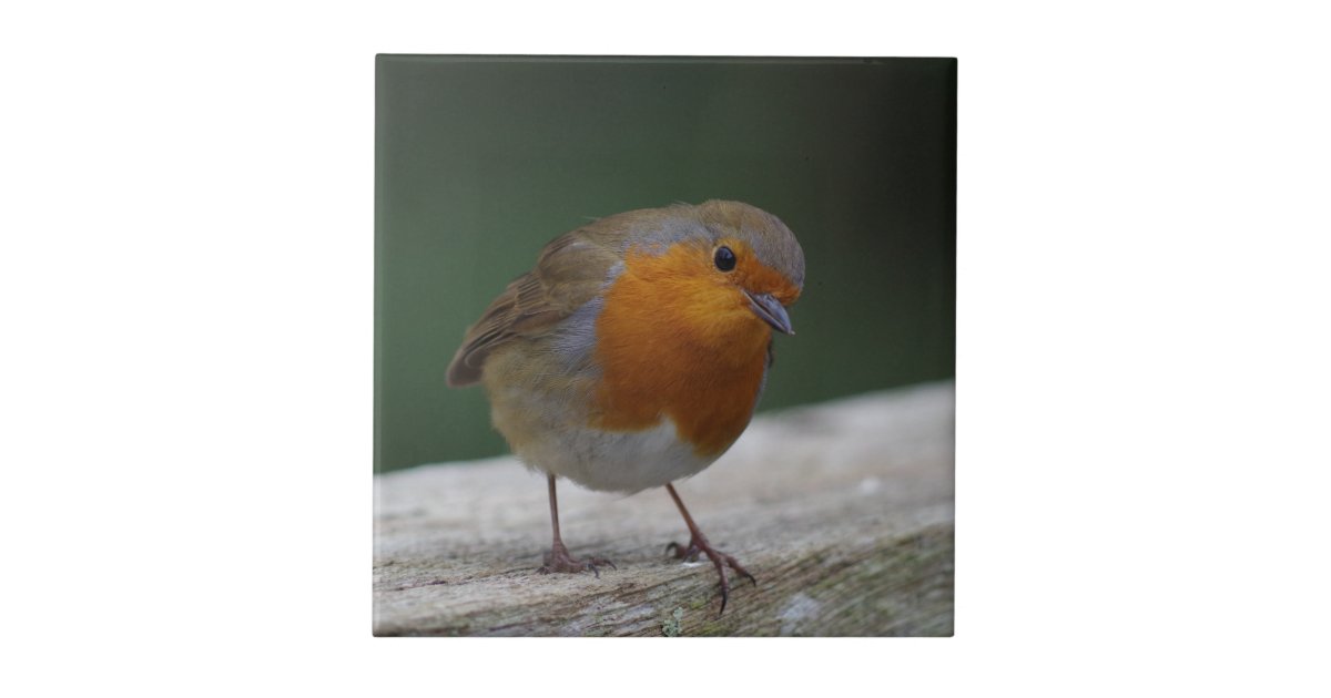 Robin Ceramic Tile | Zazzle