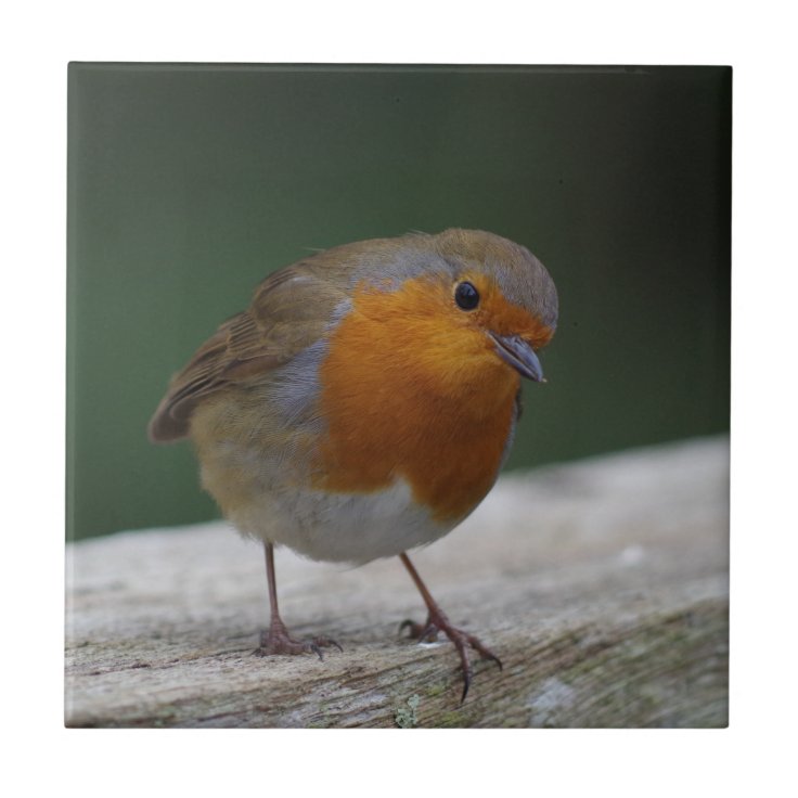 Robin Ceramic Tile | Zazzle