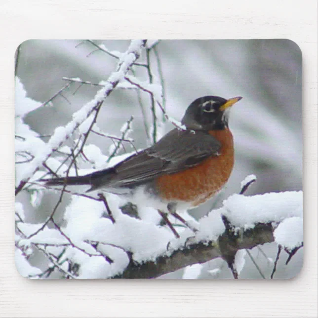 Robin in the Snow Bird Mousepad | Zazzle