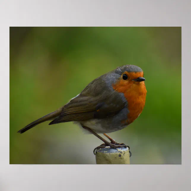 Robin Posing Poster | Zazzle