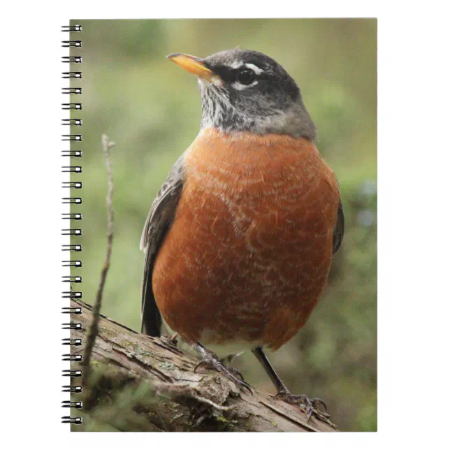 Robin Red Breast Spiral Notebook | Zazzle