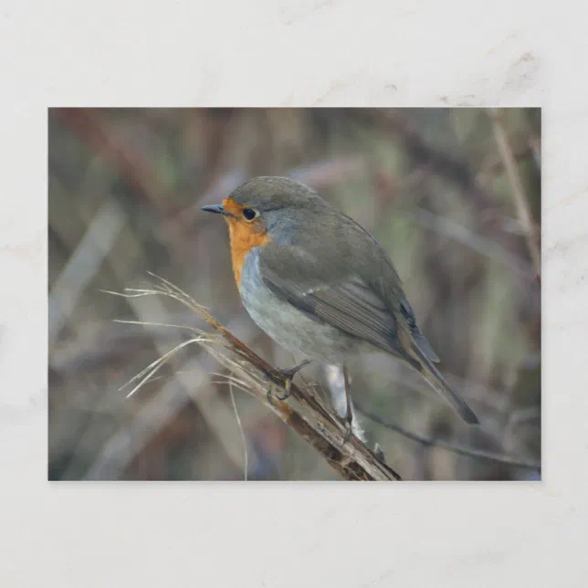 Robin redbreast postcard | Zazzle