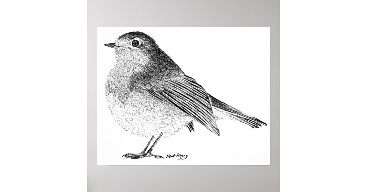 Robin Sketch Poster | Zazzle