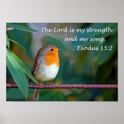 Robin Song Poster | Zazzle