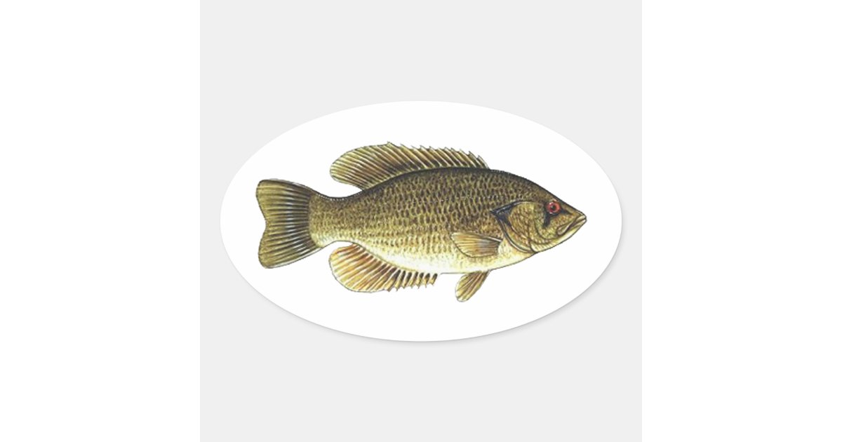 Rock Bass - Red Eye Oval Sticker | Zazzle