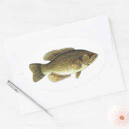 Rock Bass - Red Eye Oval Sticker | Zazzle