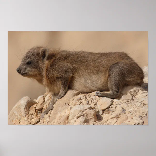 Rock Hyrax Poster | Zazzle