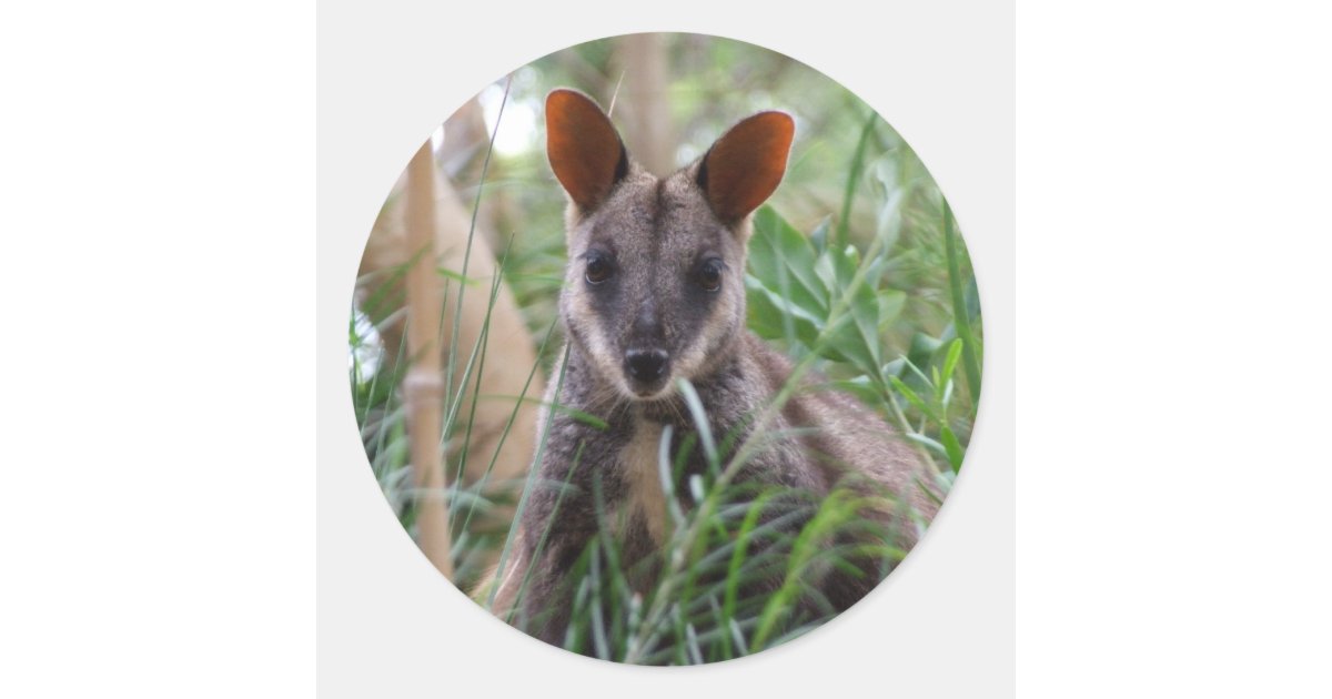 Rock Wallaby Stickers | Zazzle