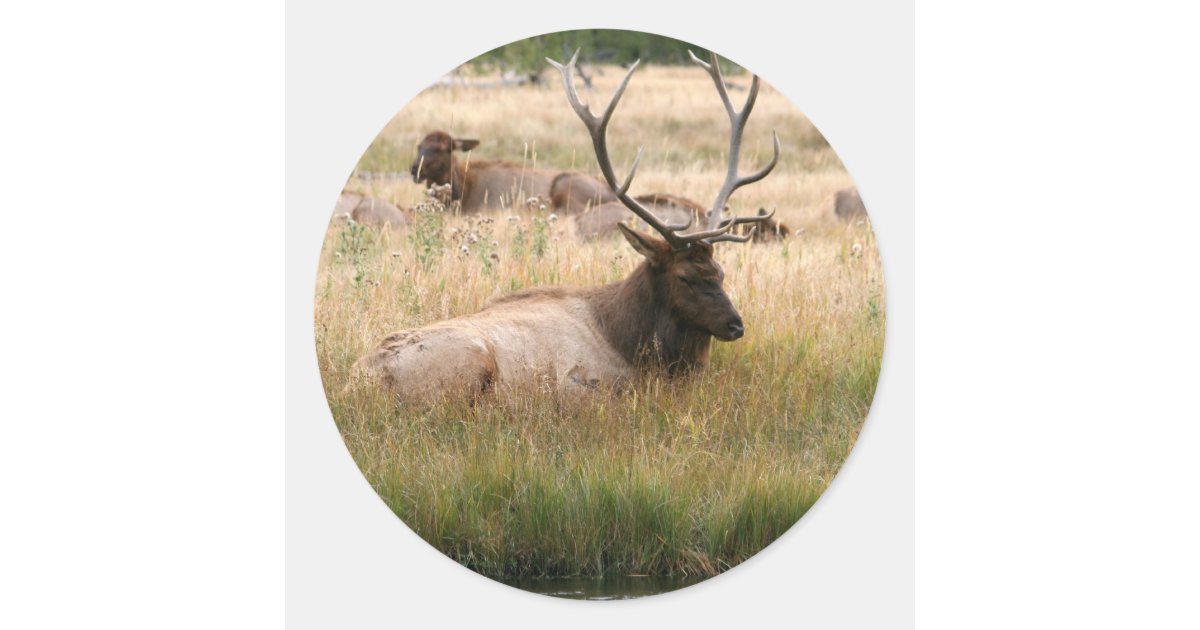 Rocky Mountain Elk in the Grass Classic Round Sticker | Zazzle