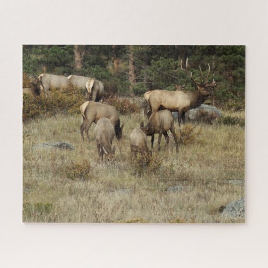 Rocky Mountain National Park Colorado Elk Puzzle | Zazzle.com