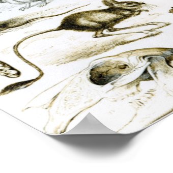 Rodentia-Rodents or Gnawing Animals Poster | Zazzle